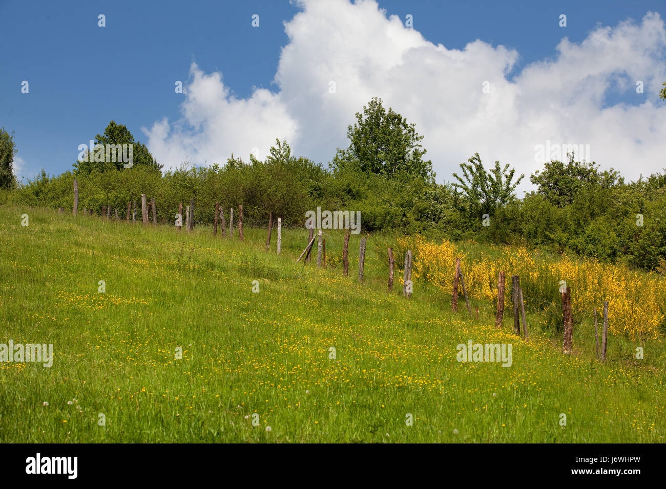 meadow in spring Stock Photo - Alamy