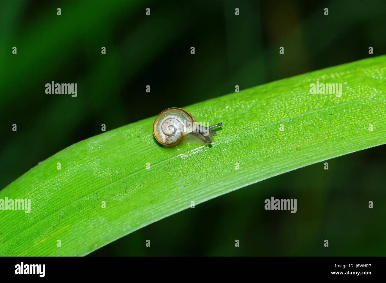 Baby snail babyschnecke hi-res stock photography and images - Alamy