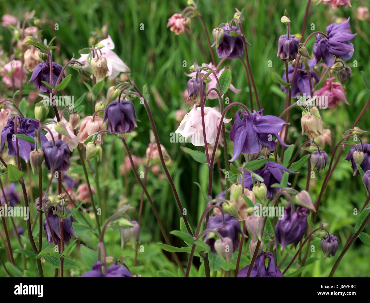 Violet columbines hi-res stock photography and images - Alamy