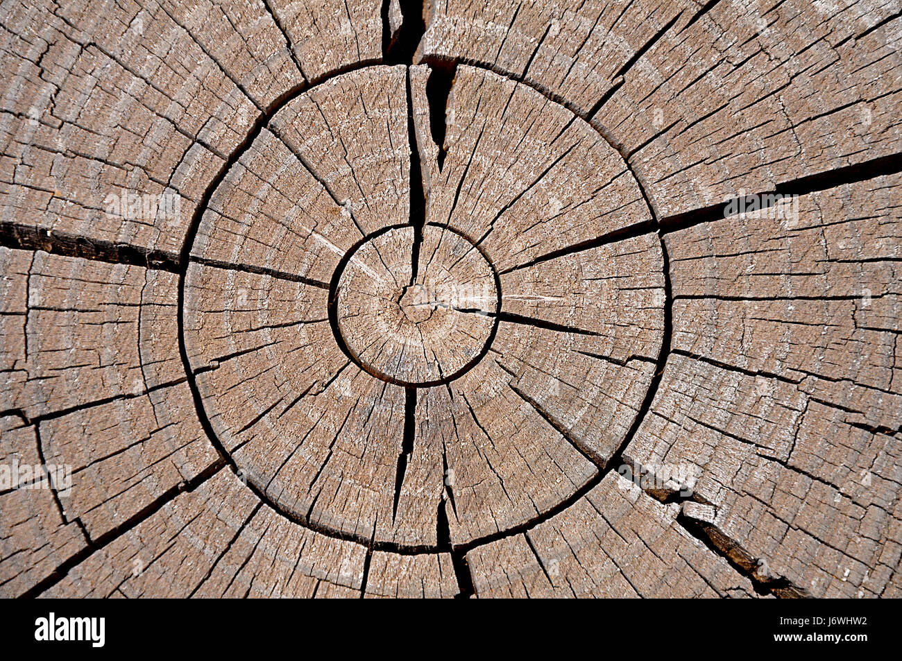 Heartwood hi-res stock photography and images - Alamy