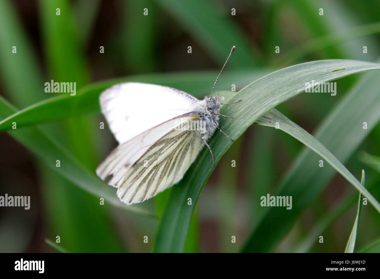 White point moth hi-res stock photography and images - Alamy