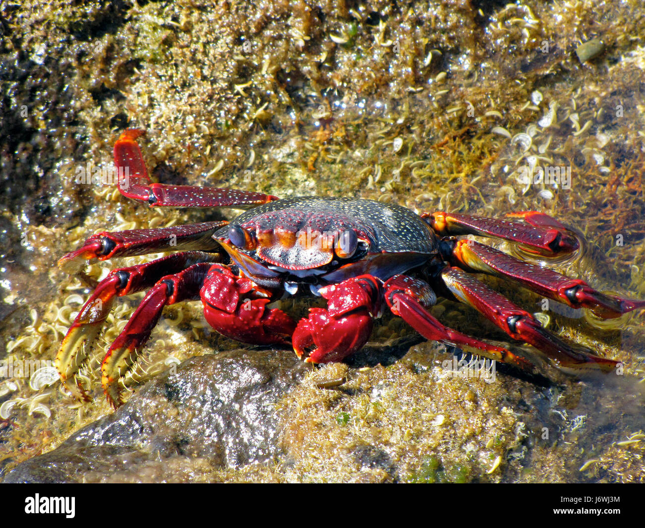 atlantic coastal dwellers Stock Photo - Alamy
