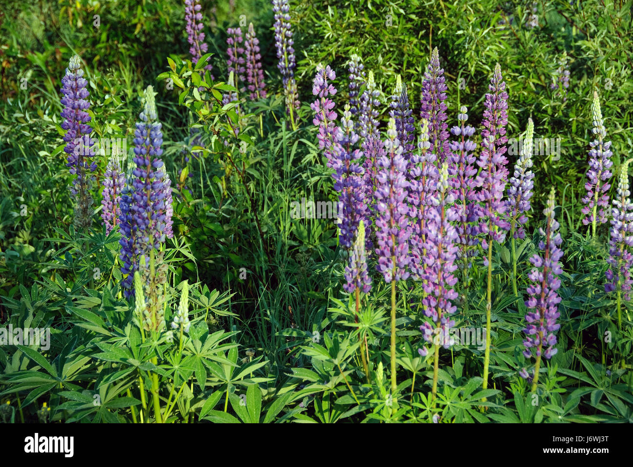 wild grow meadow lawn green floral nature plant wild field flora botany ...