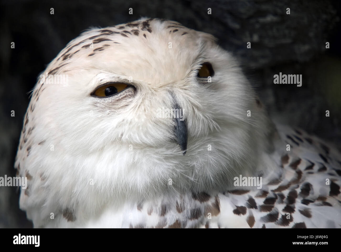 animal bird snow coke cocaine material drug anaesthetic addictive drug ...