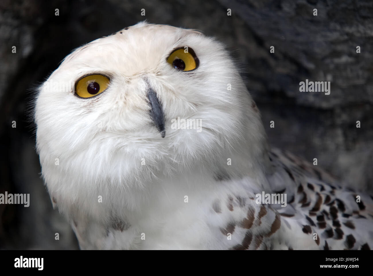 animal bird snow coke cocaine material drug anaesthetic addictive drug ...