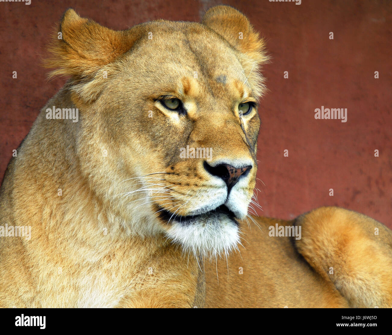 female animal wild lion cat big cat feline predator fur predator female ...