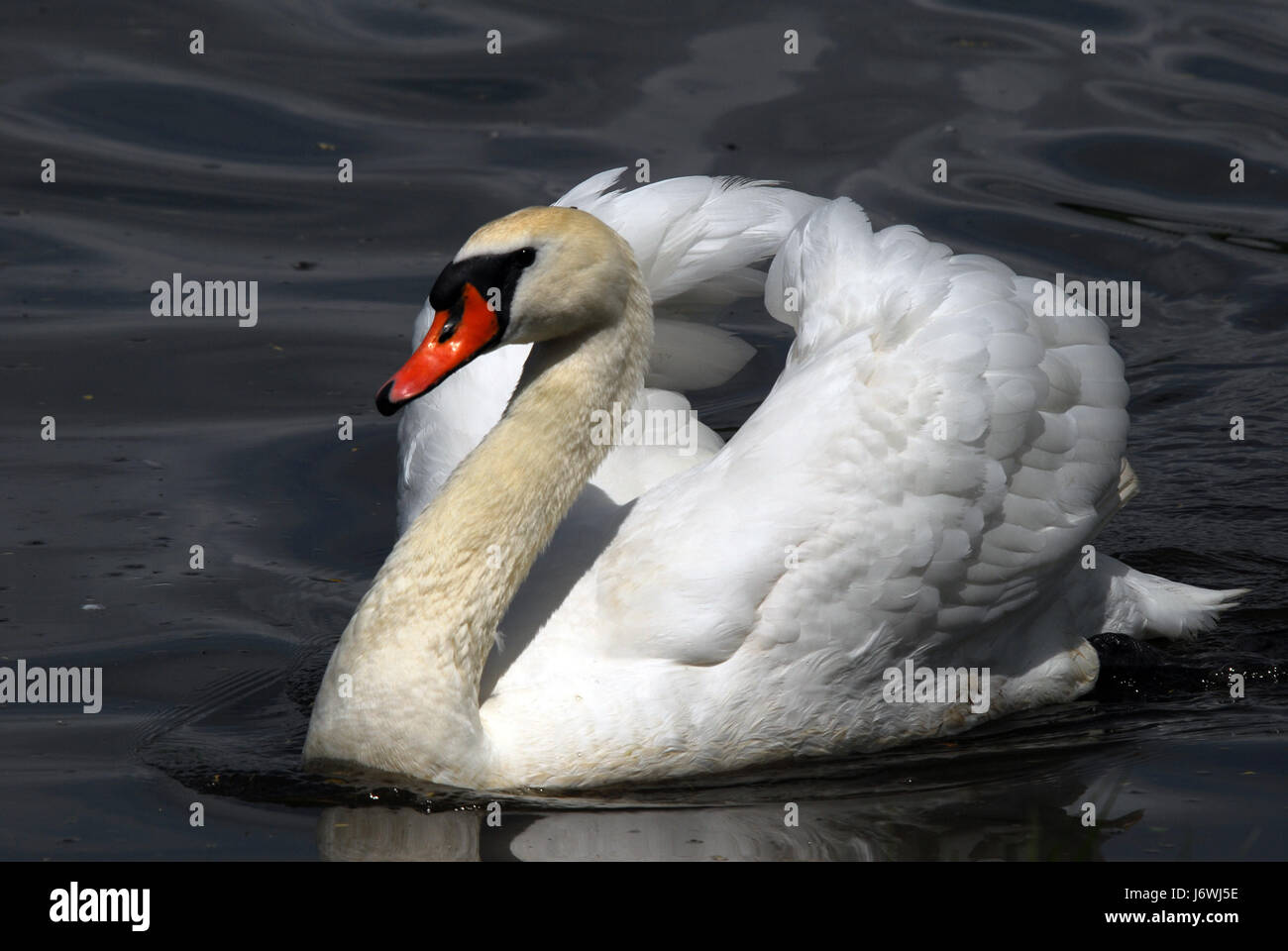 bird swan wing feather white bird swan wing aviary fresh water lake ...