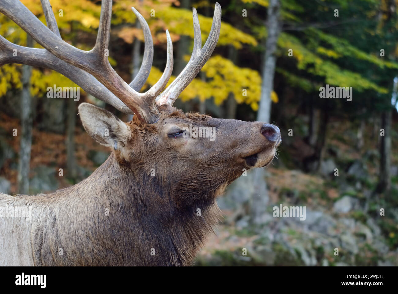 mammal brown brownish brunette wild male masculine bull elk deer animal ...