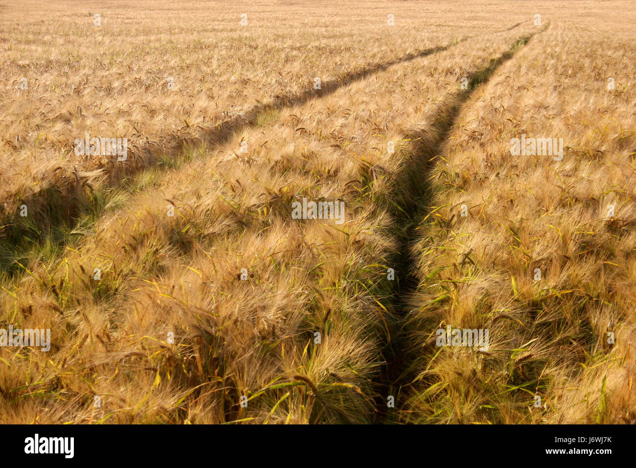 ripe barley field with trakturspur Stock Photo - Alamy