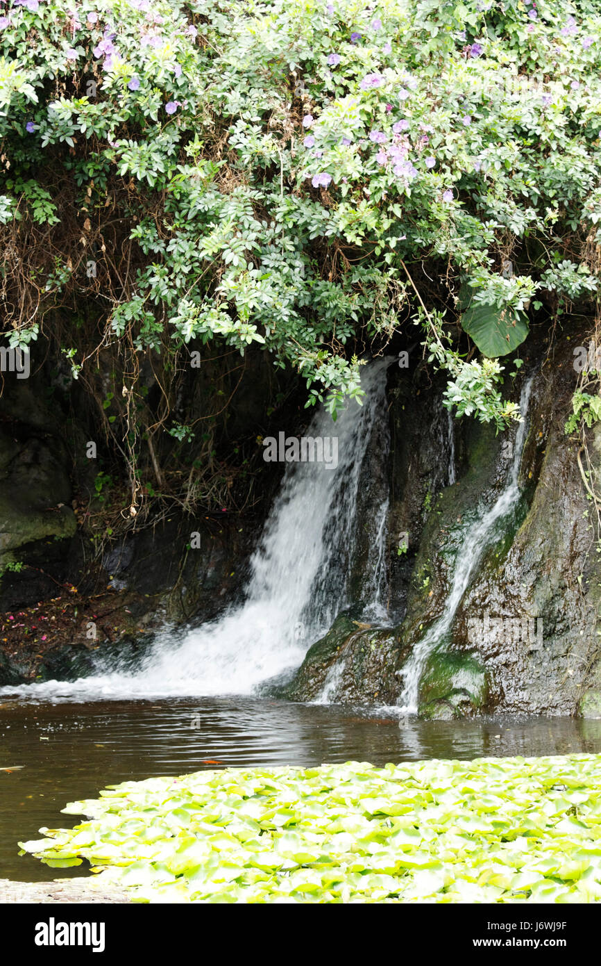 small waterfall under a tree Stock Photo - Alamy