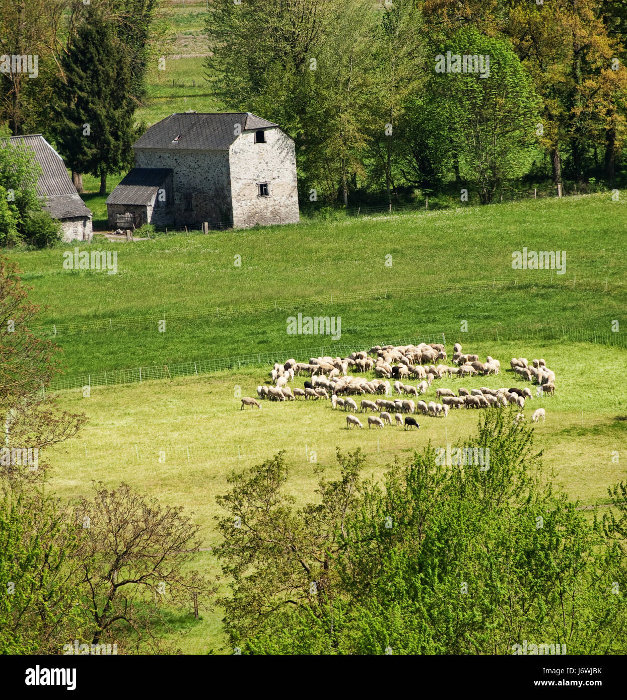animal sheep farm pasture rural scenery countryside nature outdoors ...