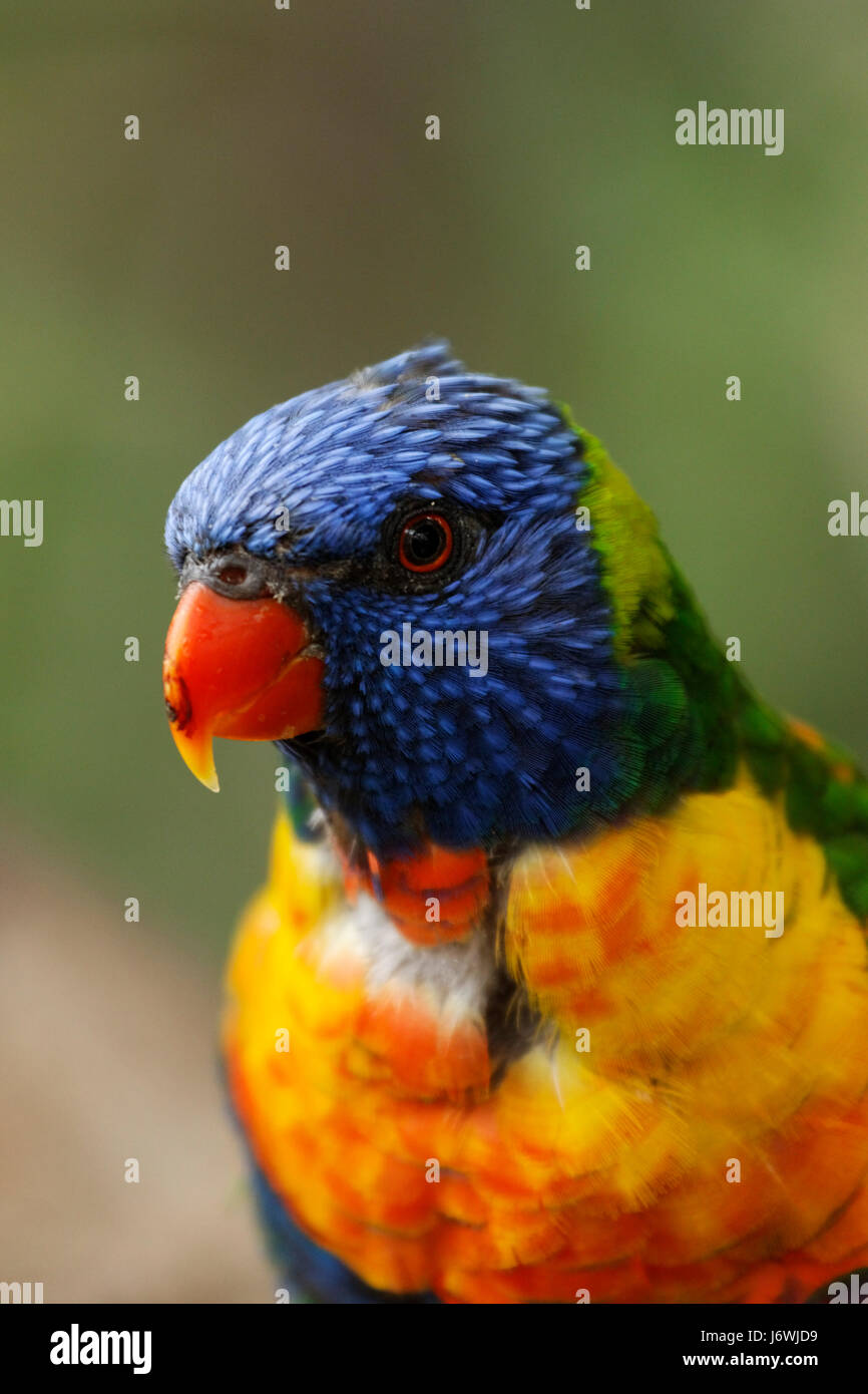 Pale throat hi-res stock photography and images - Alamy