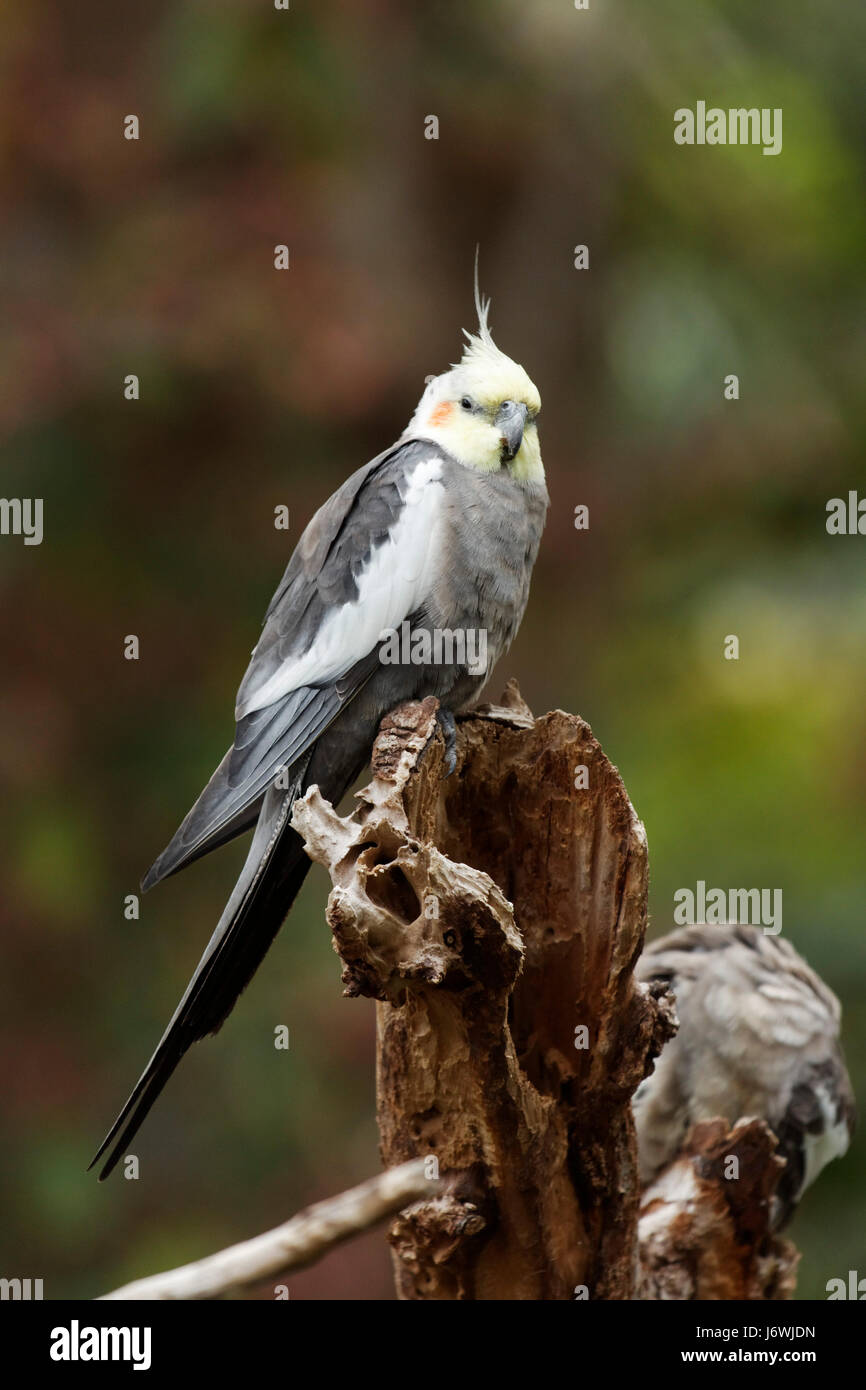 Yellow cockatiel head hi-res stock photography and images - Alamy