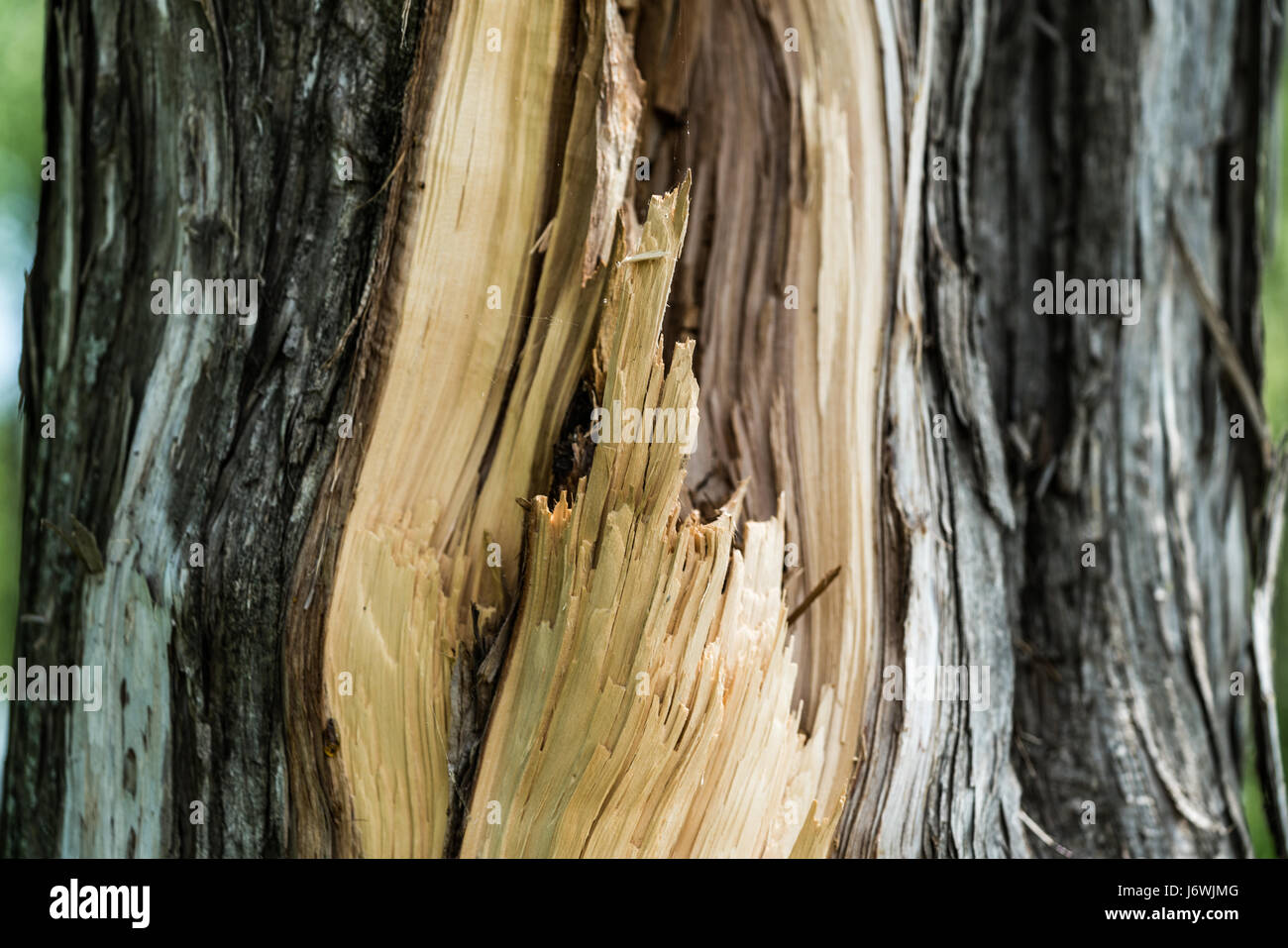 A tree with a torn limb Stock Photo - Alamy
