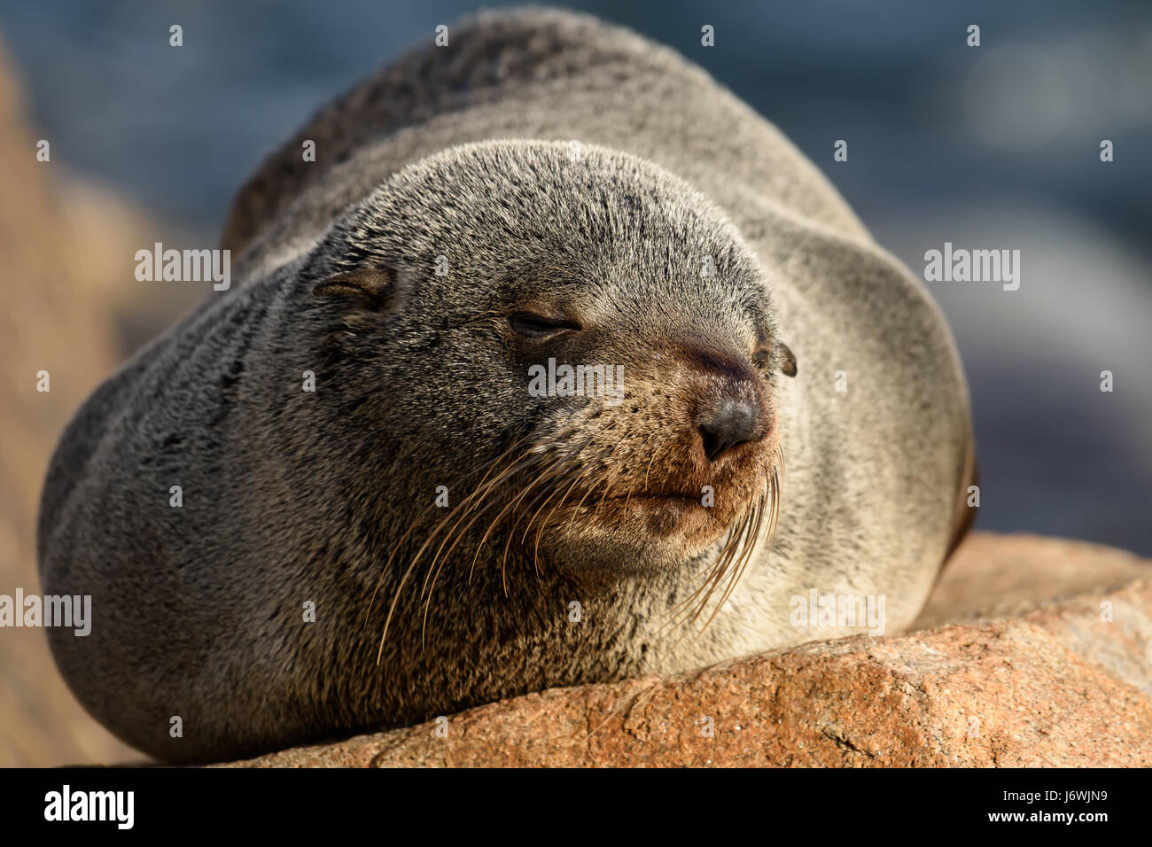 Common seal teeth hi-res stock photography and images - Alamy