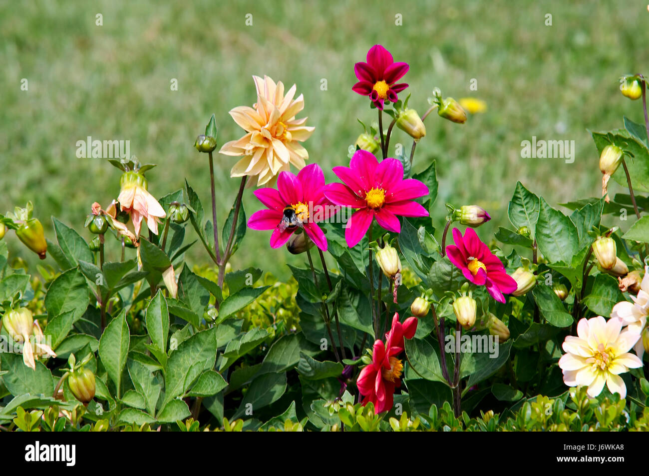 garden flower plant bumblebee bloom blossom flourish flourishing ...