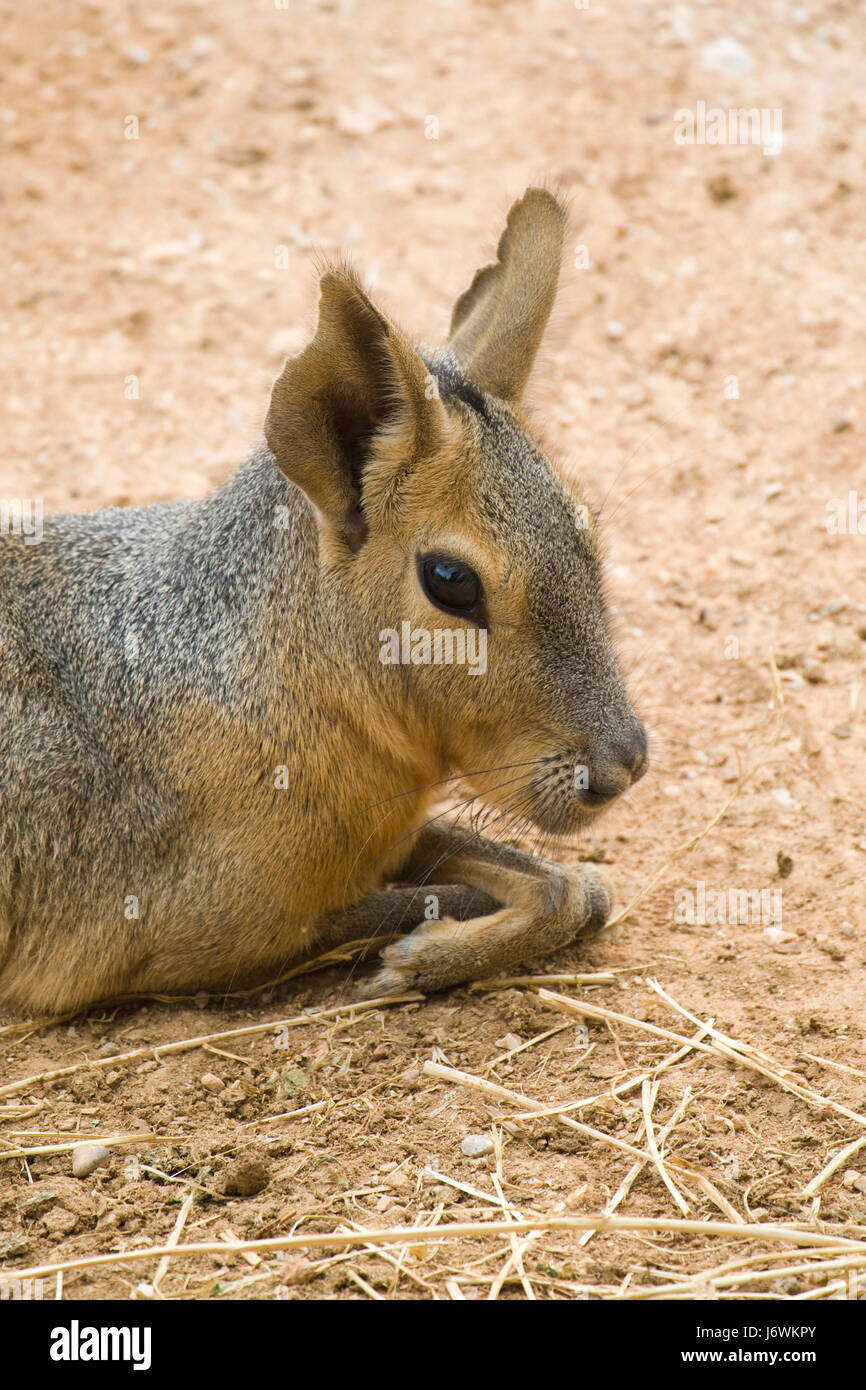 animal mammal rodent rabbit wildlife big large enormous extreme ...