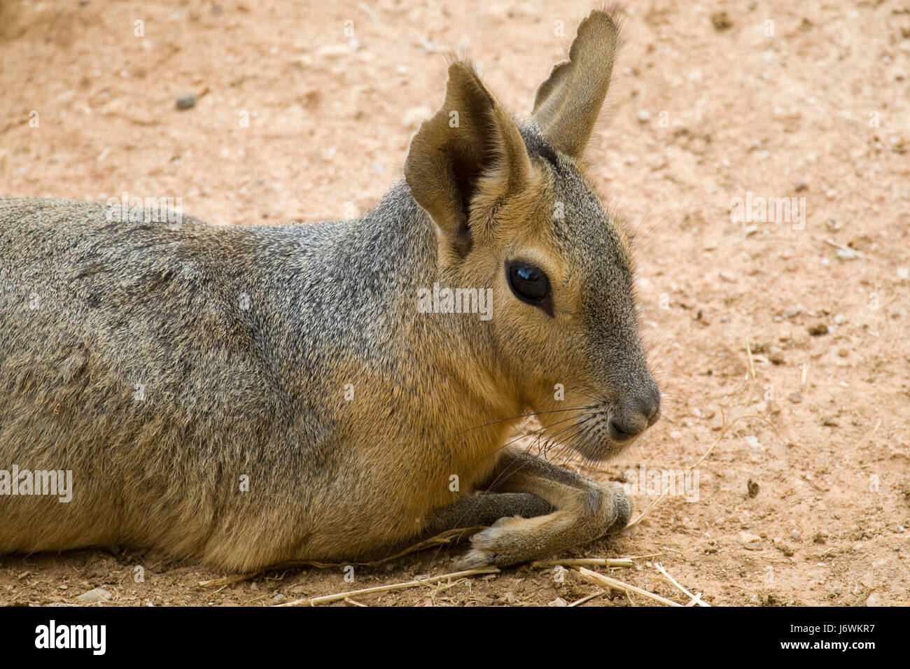 animal mammal rodent rabbit wildlife big large enormous extreme ...