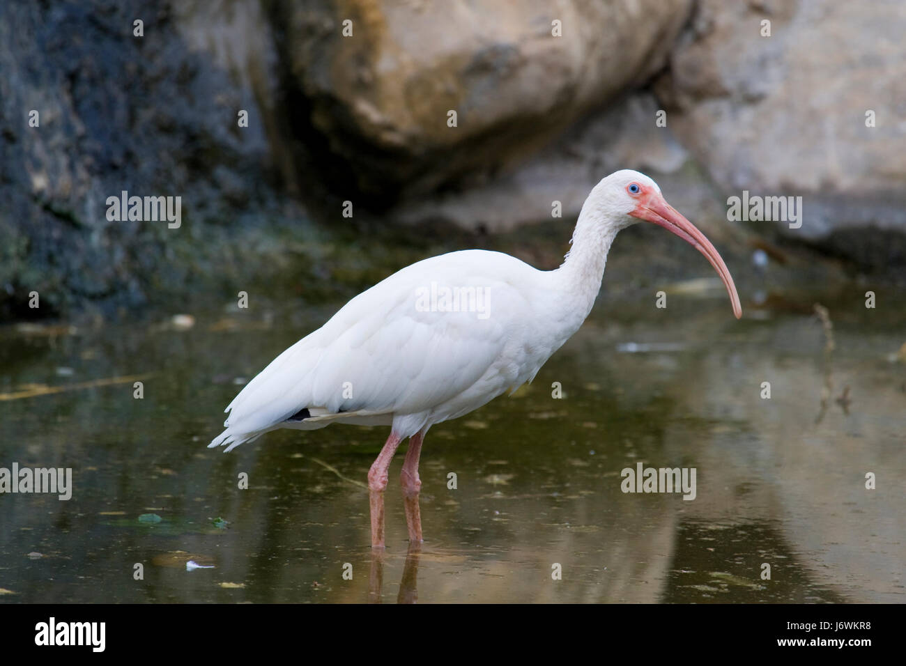 Quotwhite ibisquot hi-res stock photography and images - Alamy