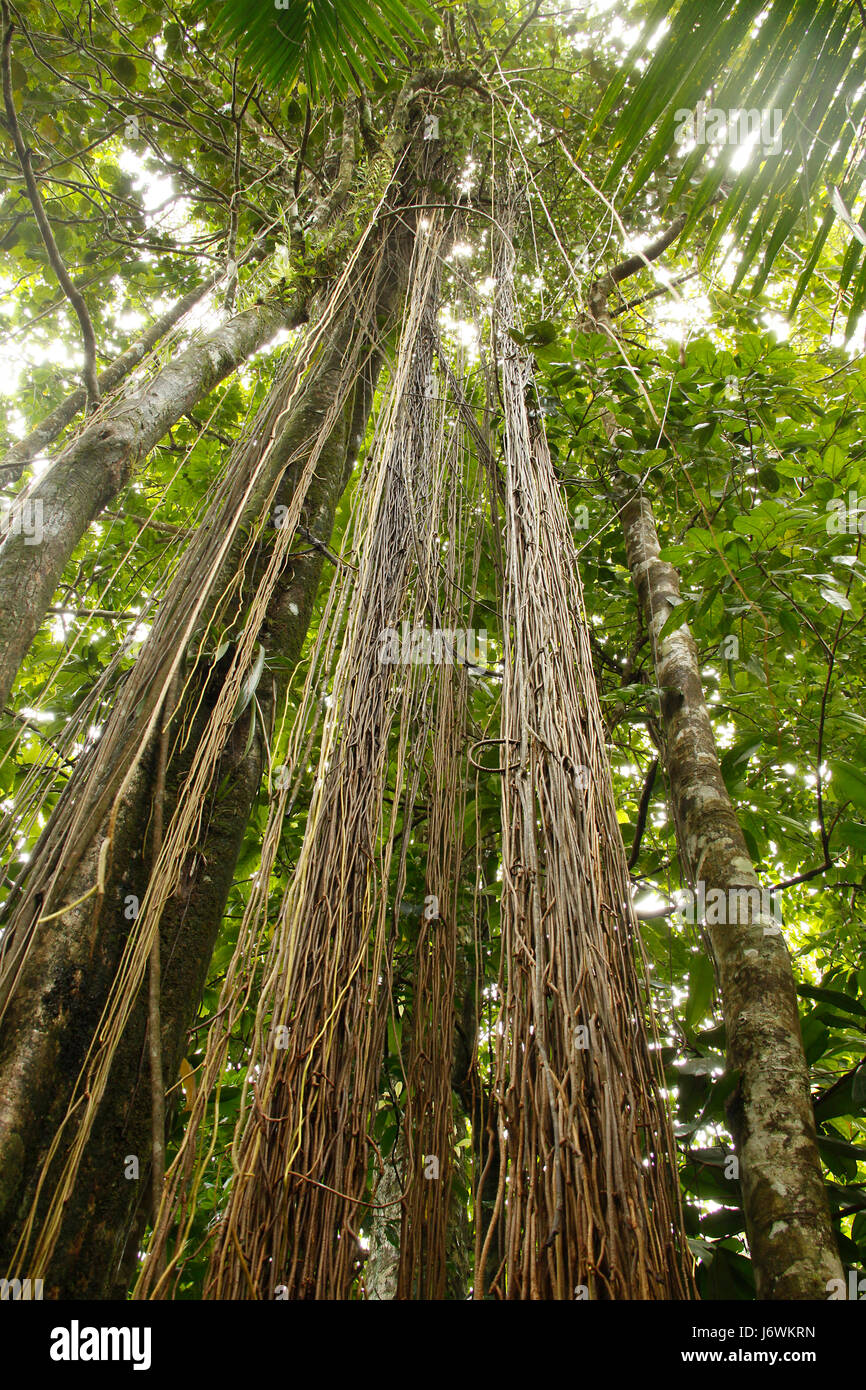 puerto rico - el yunque Stock Photo - Alamy
