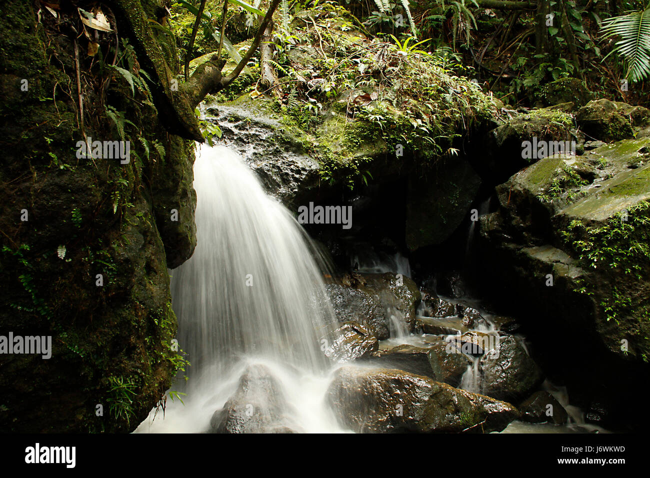 puerto rico - el yunque Stock Photo - Alamy