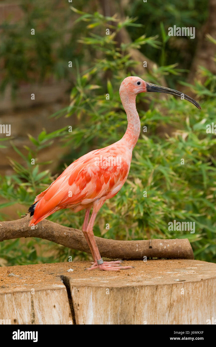 wildlife plumage ibis feather white pink beautiful beauteously nice ...