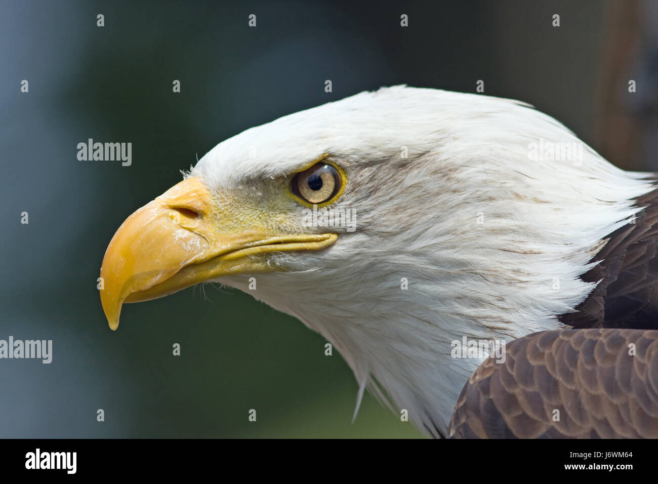 Rare eagle hi-res stock photography and images - Alamy