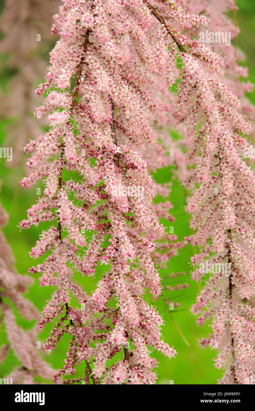 tamarisk - tamarix 01 Stock Photo - Alamy