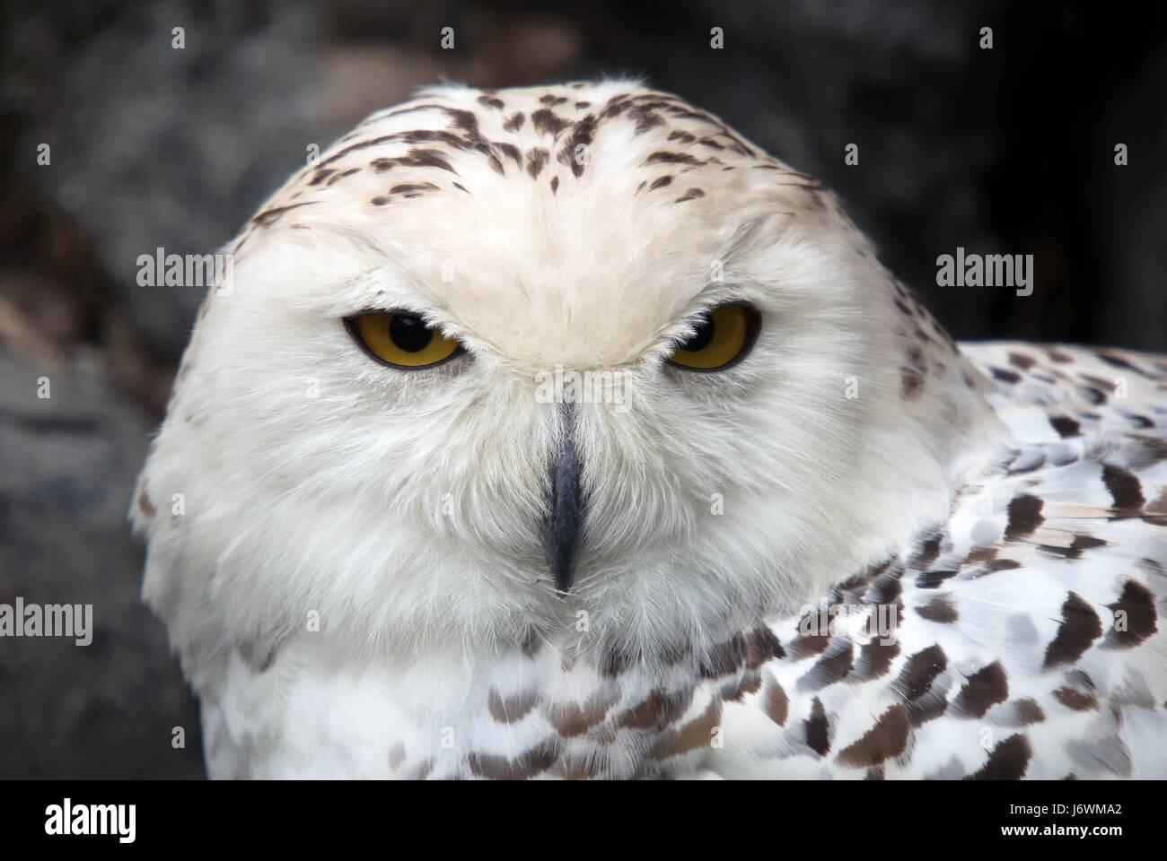 animal bird snow coke cocaine material drug anaesthetic addictive drug ...