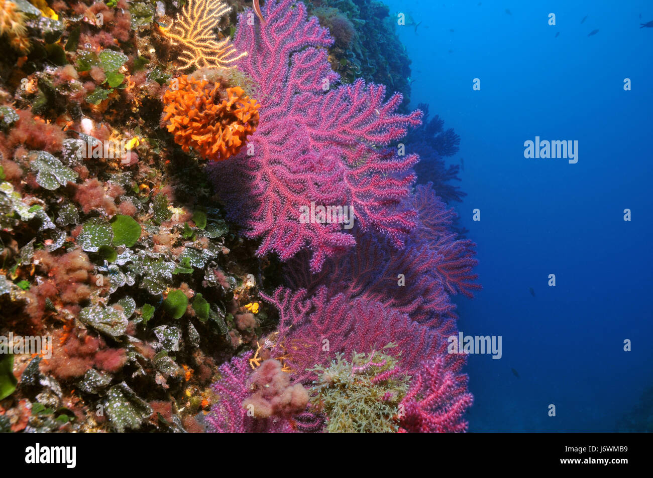 gorgonians in the flow Stock Photo - Alamy