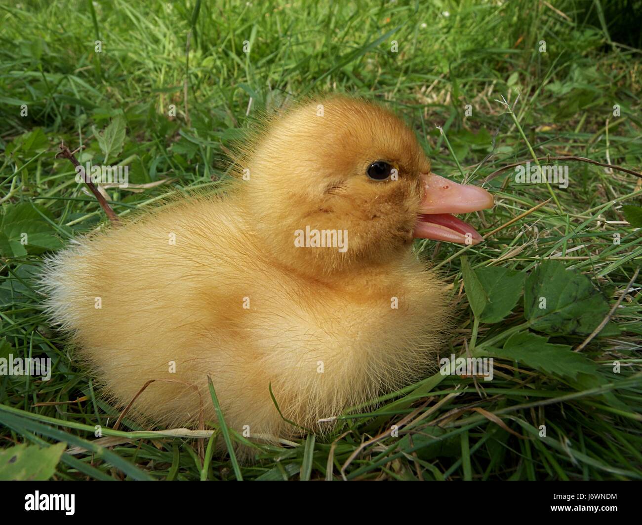 little duck child Stock Photo - Alamy