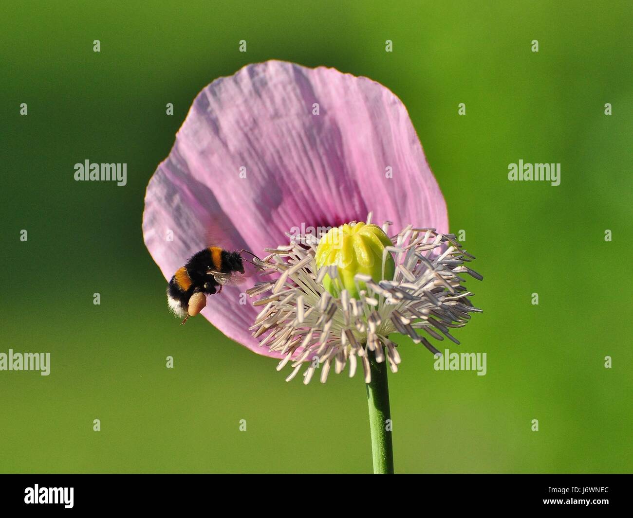 Poppy 116 hi-res stock photography and images - Alamy
