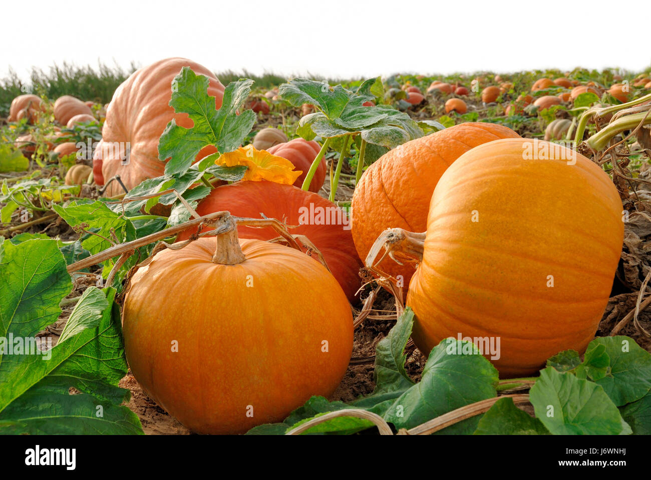 pumpkins shortly before harvest Stock Photo - Alamy