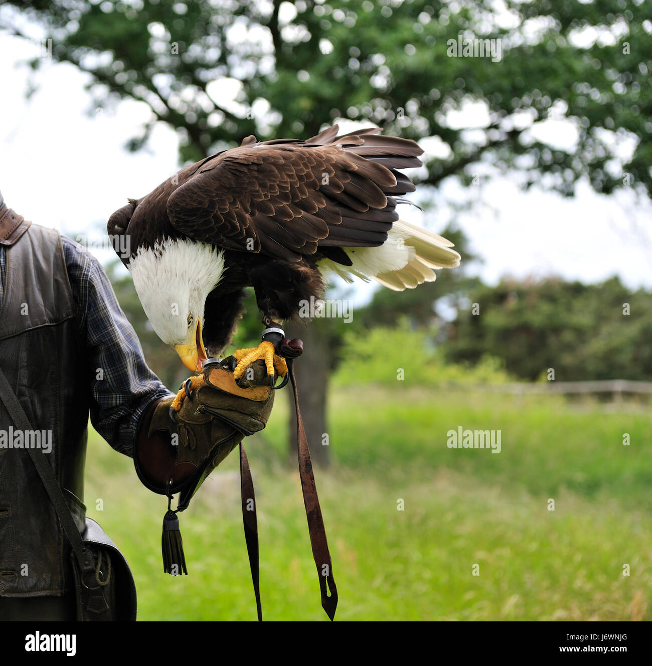 bald eagle and his meal Stock Photo - Alamy