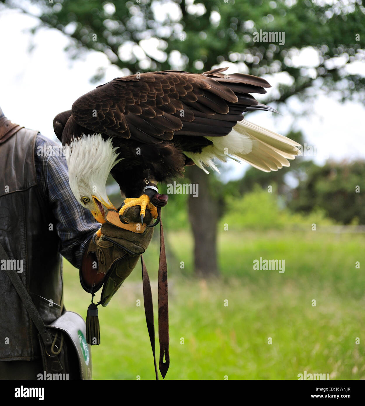 bald eagle and his meal Stock Photo - Alamy