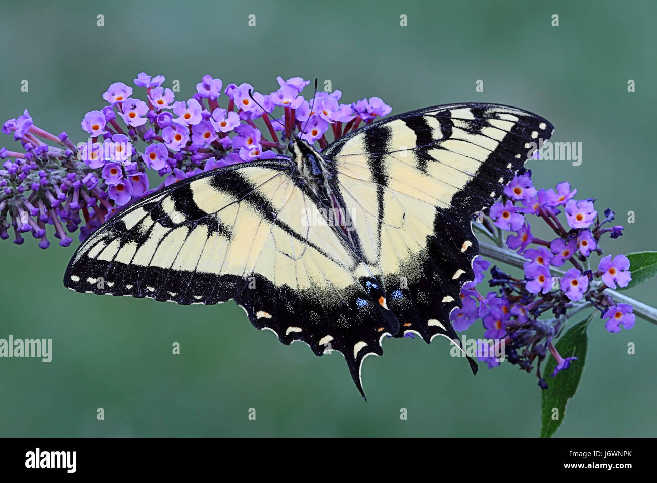 flower plant insects butterfly cat big cat feline predator tiger ...