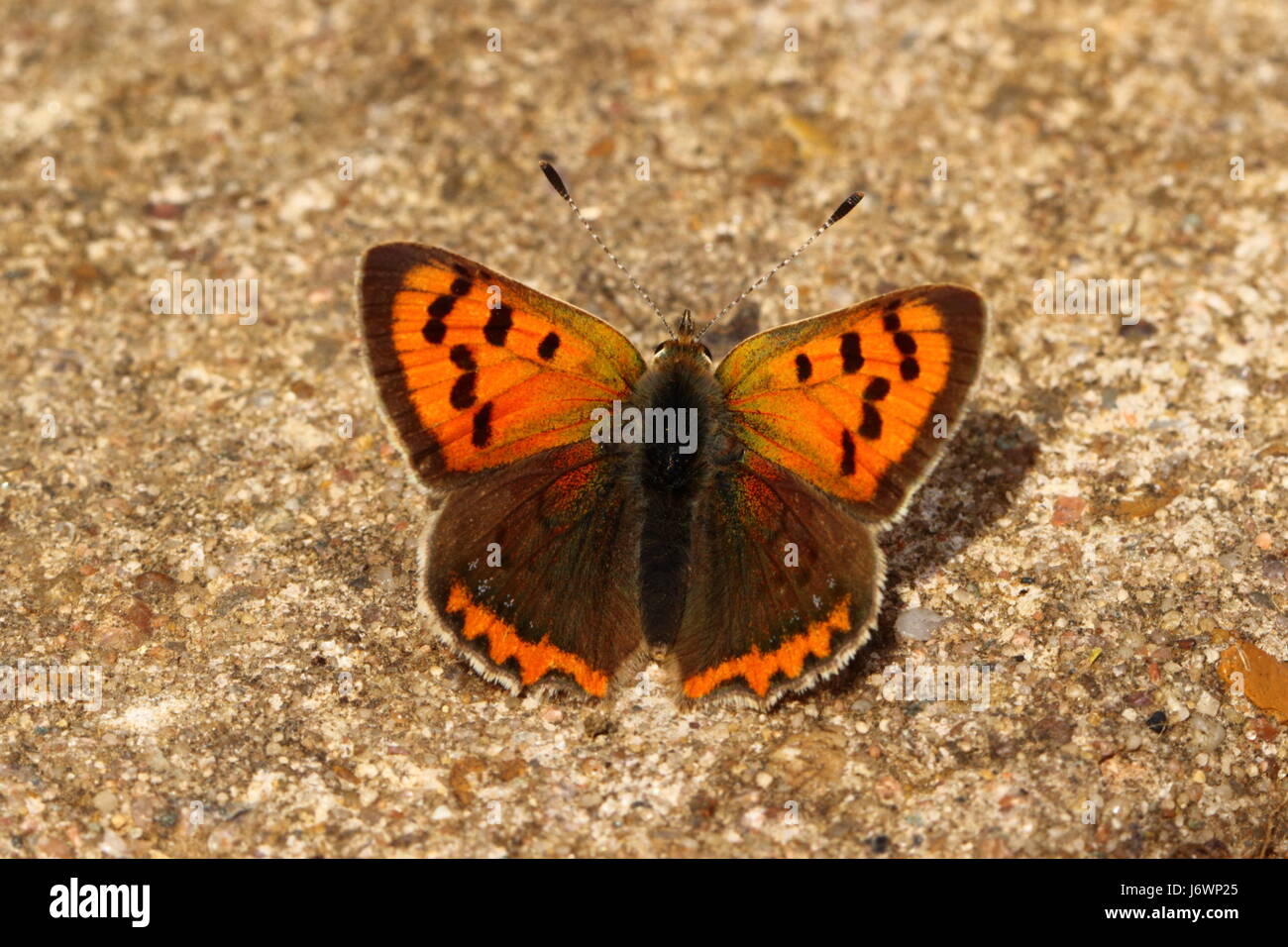 Small Copper Butterfly Stock Photo - Alamy