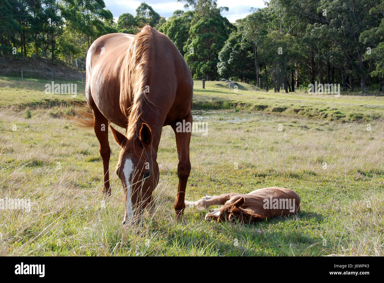 mare with sleeping foal Stock Photo - Alamy