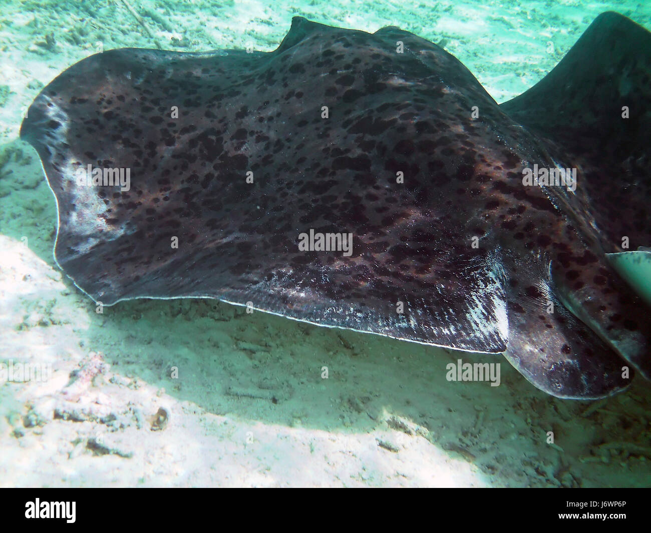animal fish mating mate stingray salt water sea ocean water fish ...
