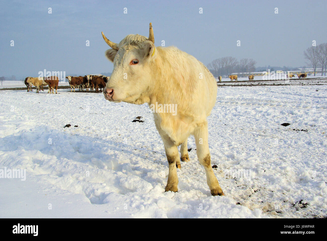 rind - cow 45 Stock Photo - Alamy