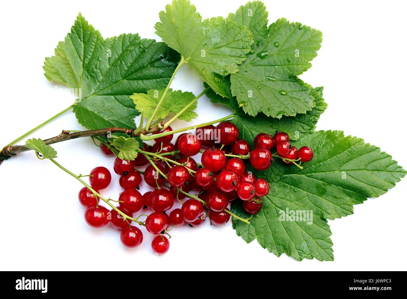 ribes currant grapes kanz Stock Photo - Alamy
