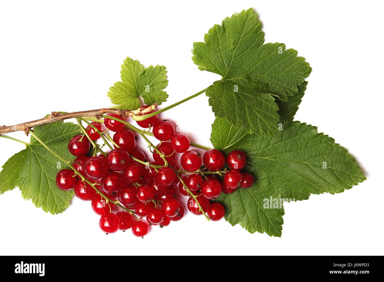 ribes currant grapes kanz Stock Photo - Alamy