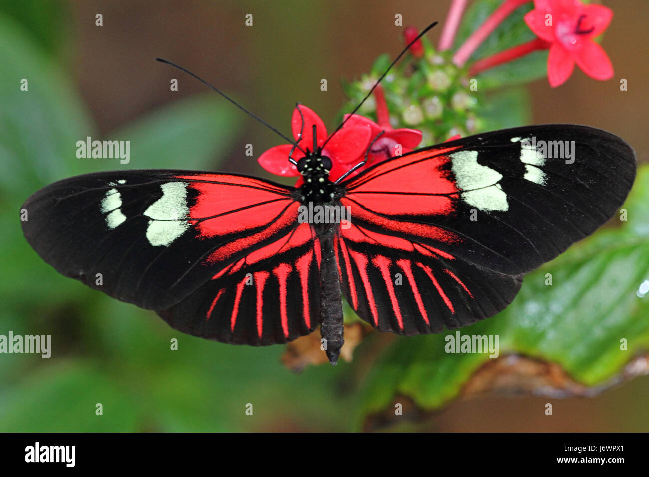 beautiful beauteously nice garden insect butterfly wing dapper ...