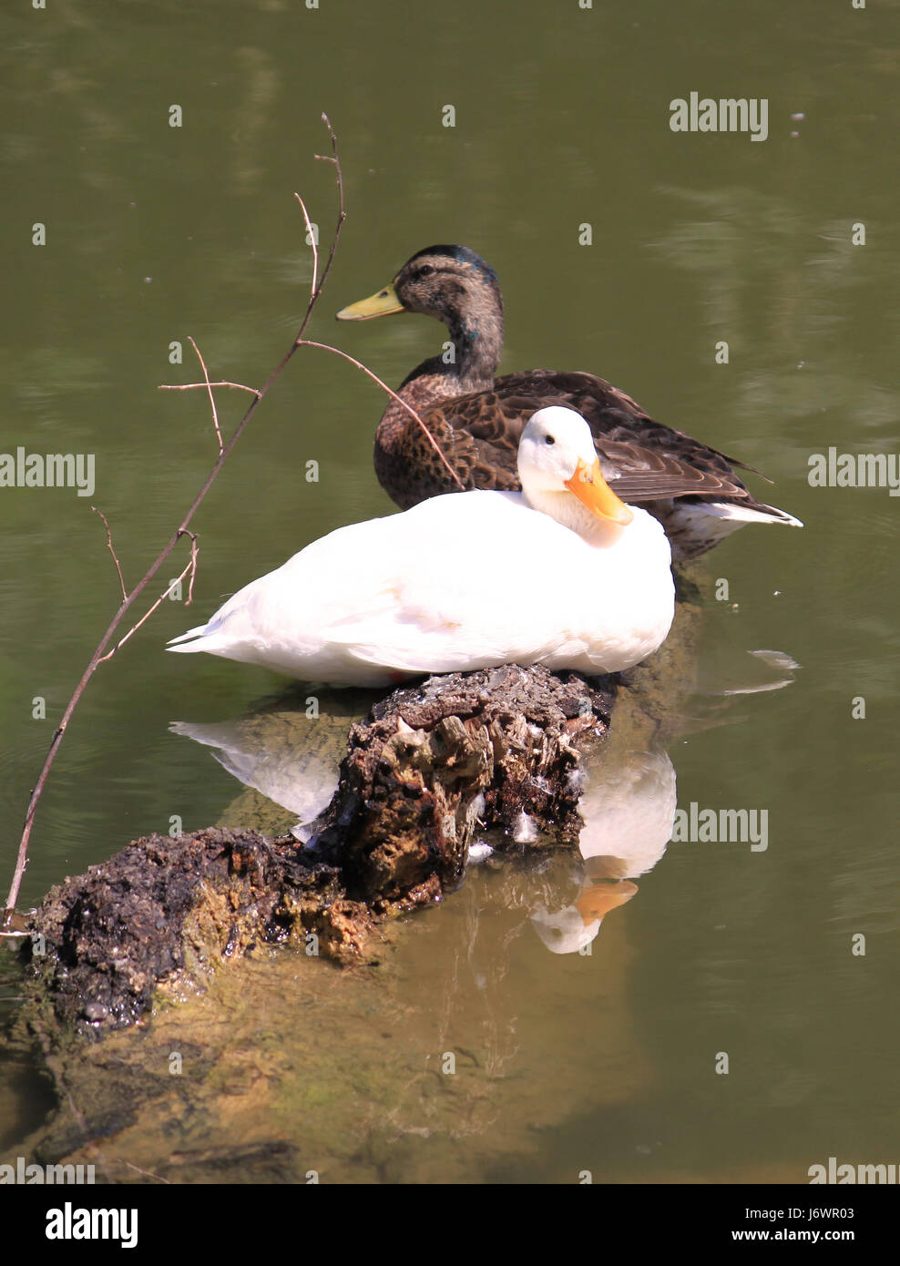 birth childbirth parturition delivery cane ducks duck duckling couples ...