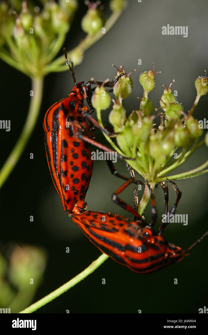 Bugs mating hi-res stock photography and images - Alamy