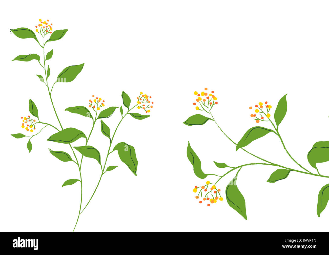 flower plant leaves lawn green foliage arrangement beautiful ...