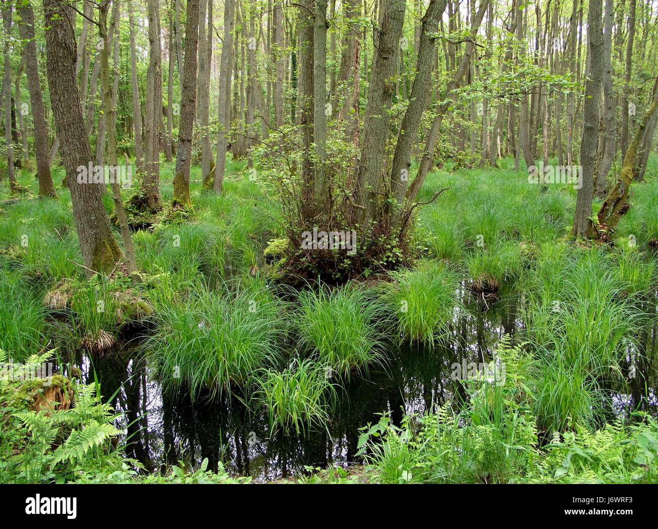 mecklenburg sedges swamp spring morass biotop water nature nasswald ...