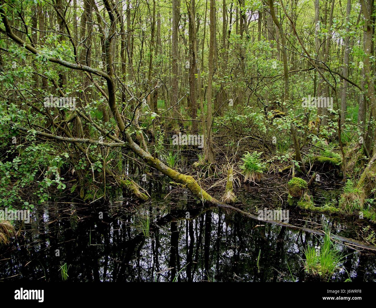 mecklenburg sedges swamp spring morass biotop water nature nasswald ...