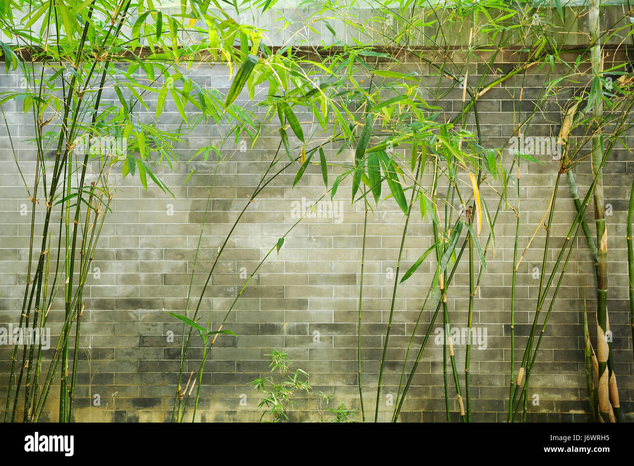 wall bamboo brick lawn green leaf tree park garden wood asia contrast round Stock Photo - Alamy