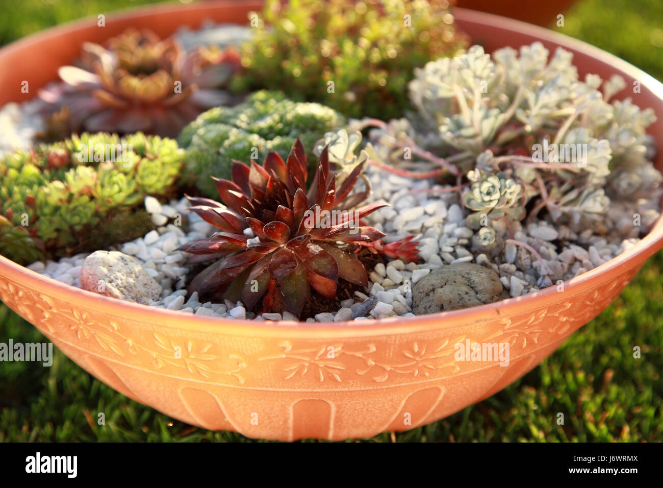 garden flora rock gardening vegetation landscaping extensive plant ...